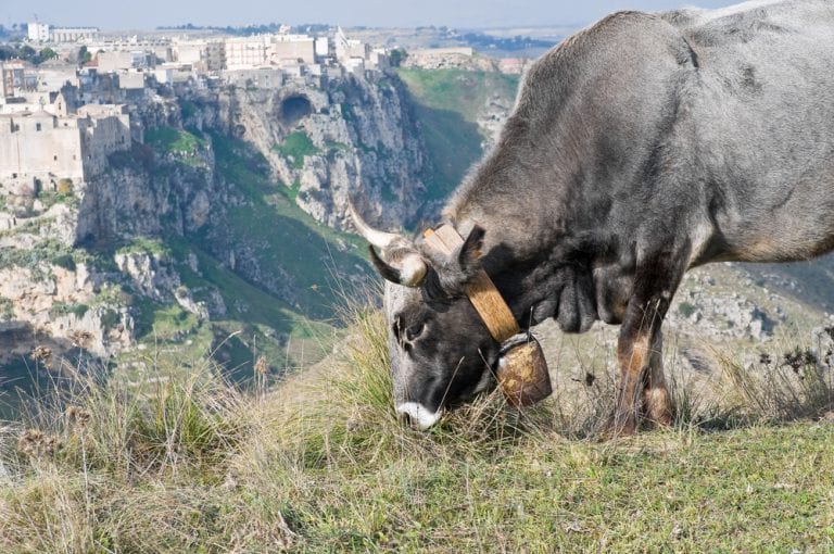 Buffalo Mozzarella, Italy: 6 Fun Facts - di bufula campania
